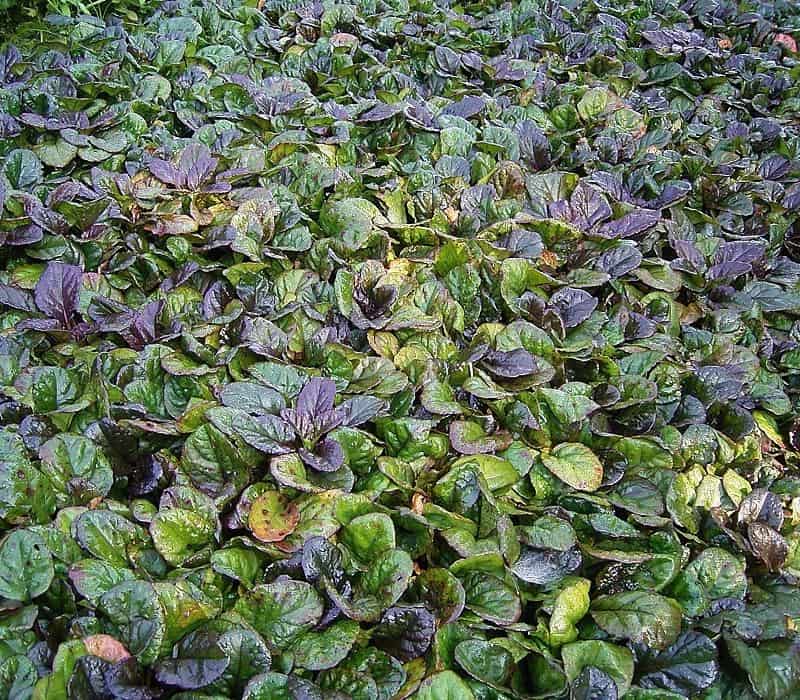 Unveiling the Power of Ground Cover in Landscaping: Ultimate Guide for ...