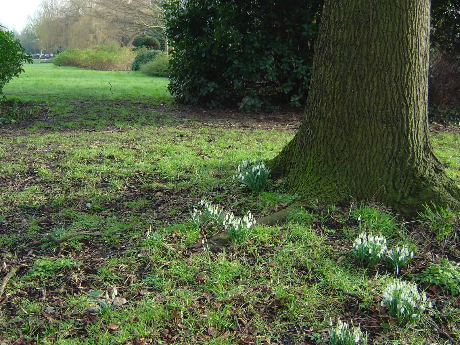 Expert Guide to Grass Varieties in Augusta, GA: Planting Tips, Shade ...