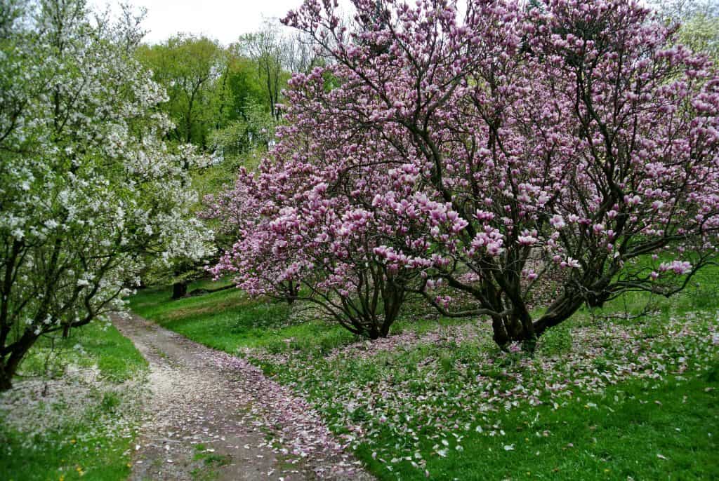 Ultimate Guide: Planting Trees in Georgia's Climate | Best Time, Tree ...