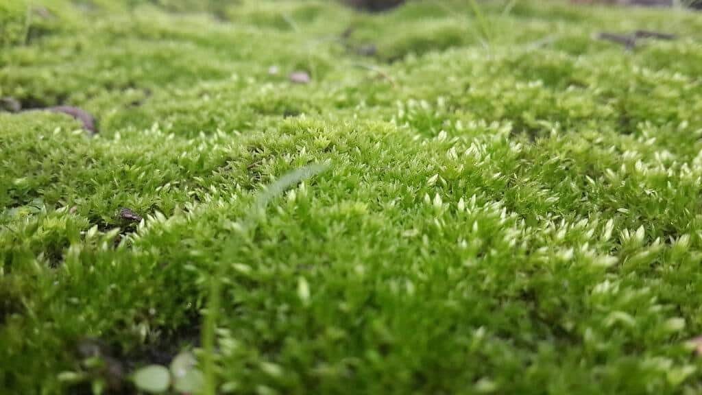 Unlock the Secrets of Moss in Your Lawn: Expert Tips for Removal and ...