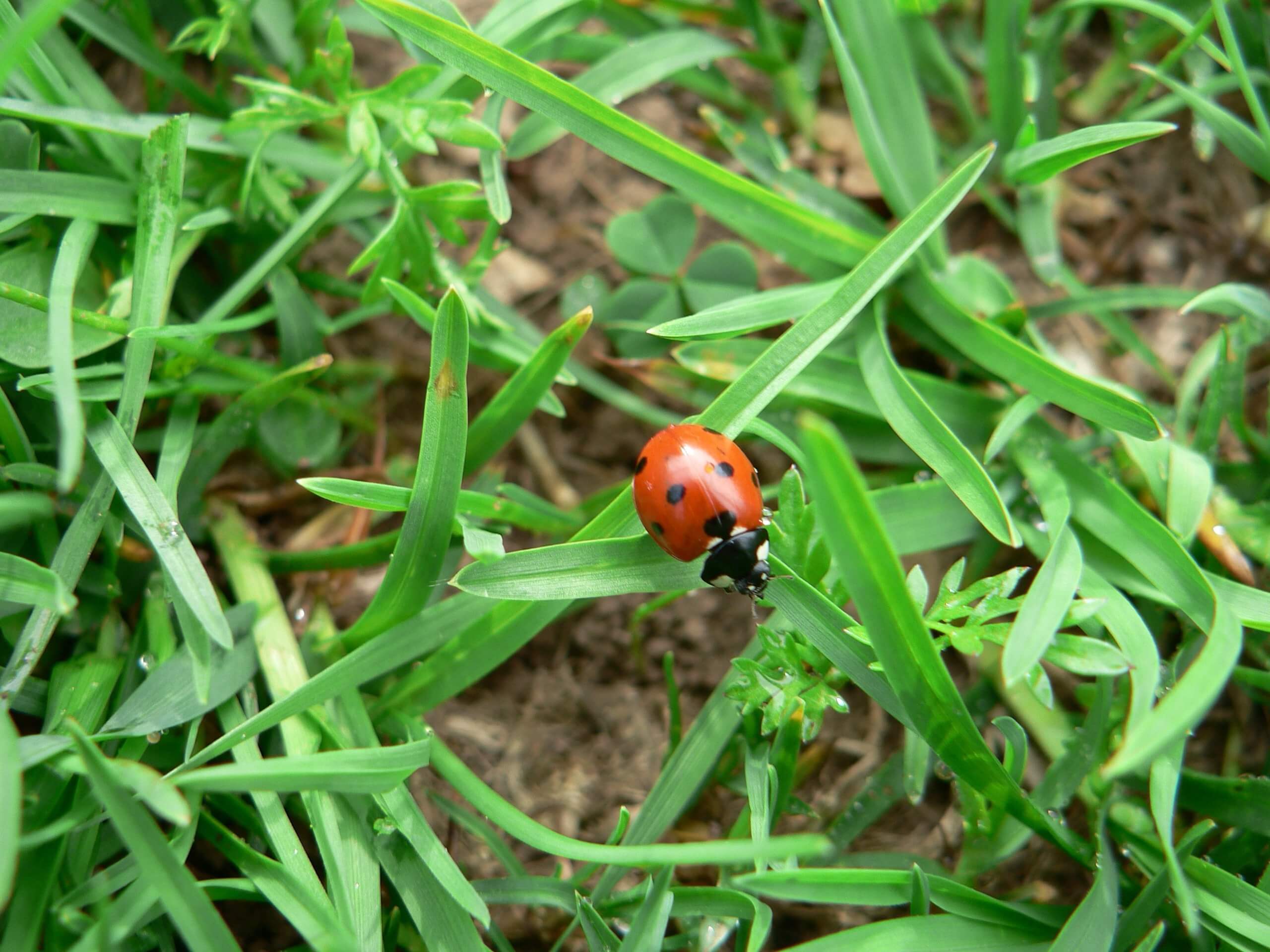 Understanding the Impact of Bugs on Your Grass: Beneficial Insects vs ...