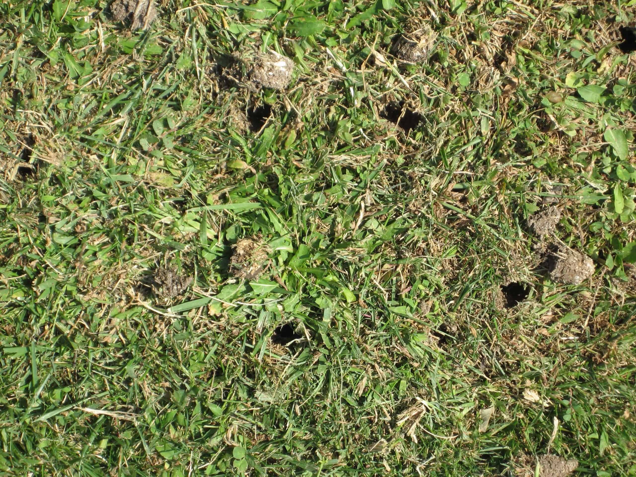 Quick Guide to Lawn Aeration: Benefits, Timing, and Expert Tips ...